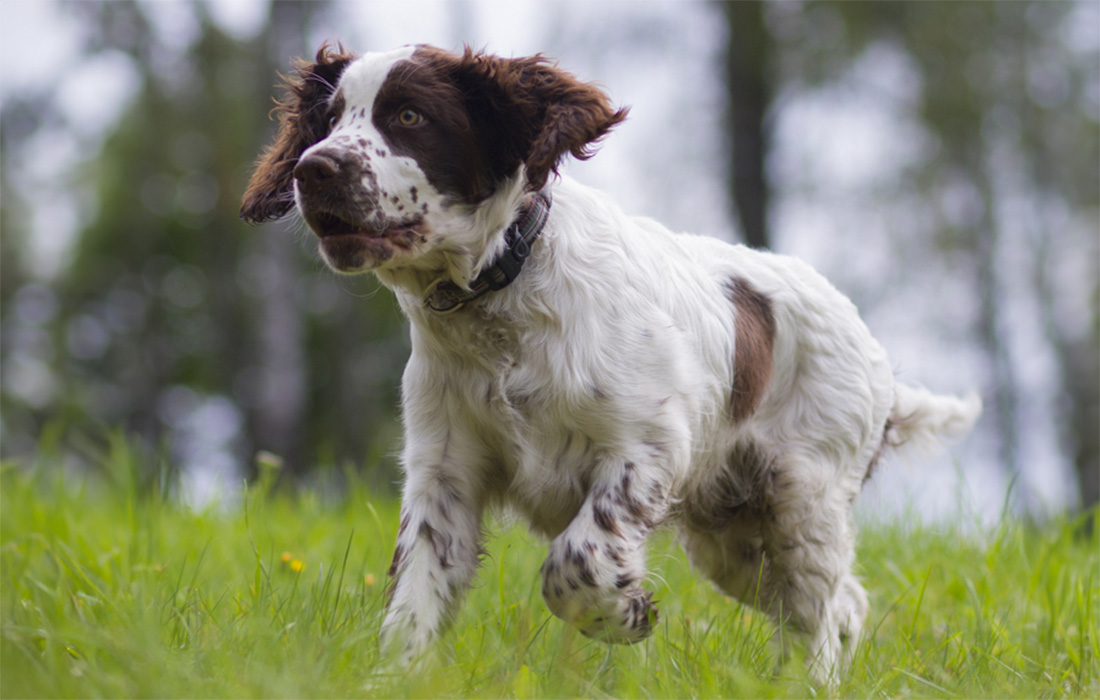 Springer Spaniel Adults