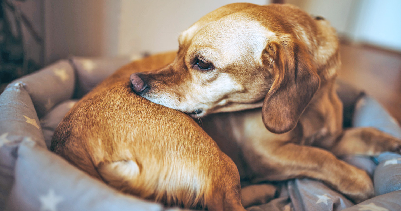 How to Tell if Your Dog Has Fleas?