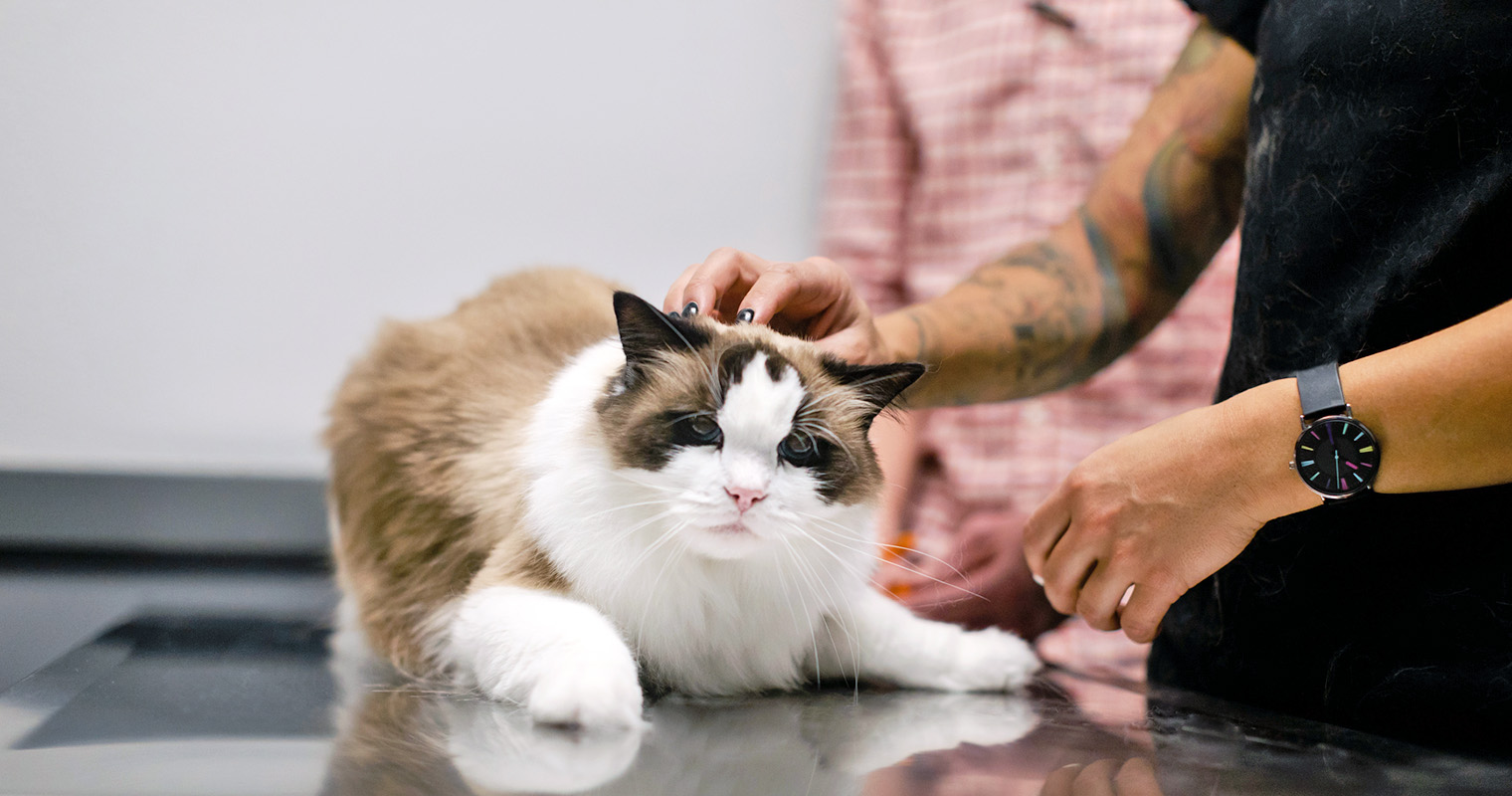 How Do Cats Get Parvo? Facts About Feline Parvovirus