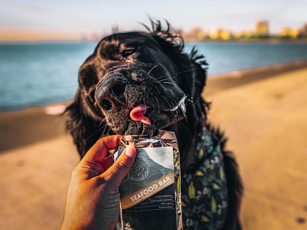 8 Best Protein-Packed Bars For Your Dog