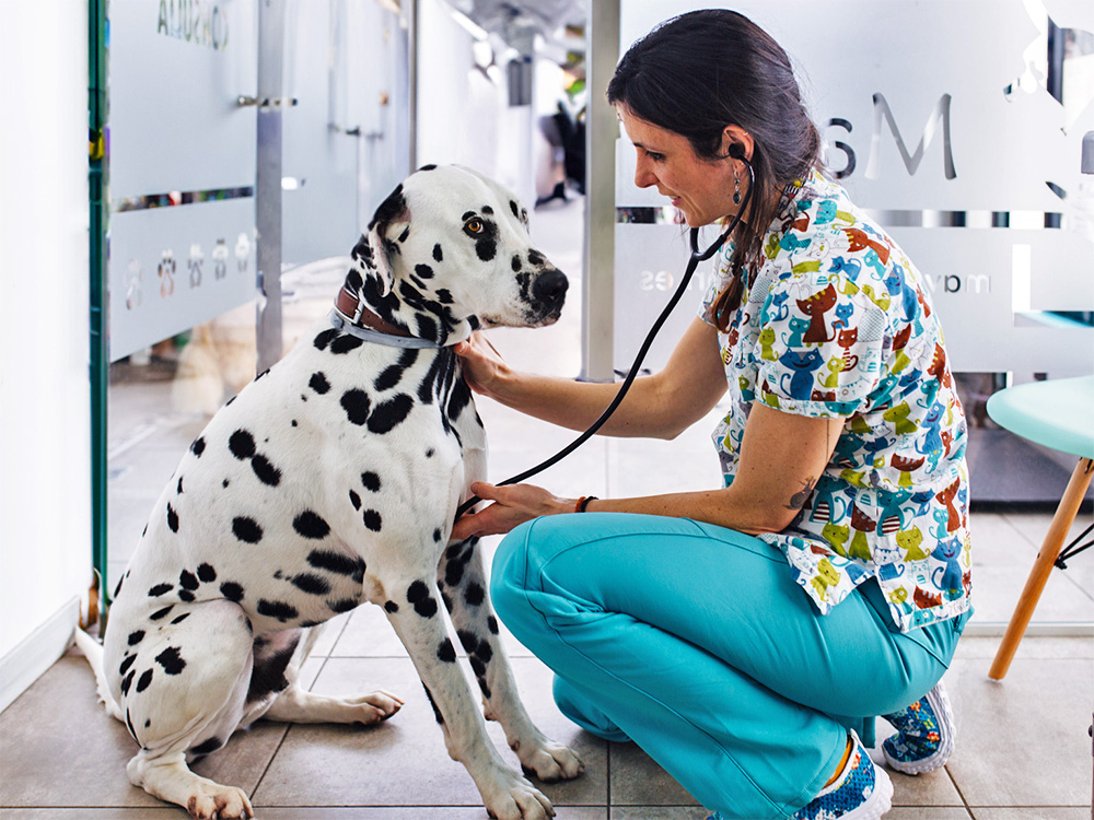 8 Tips for Keeping Your Dog Calm at the Vet
