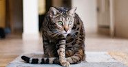 Domestic Jungle Cat Breeds Domestic Jungle Cat Breeds