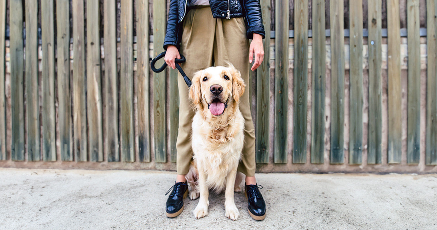 How to Adopt a Failed Service Dog
