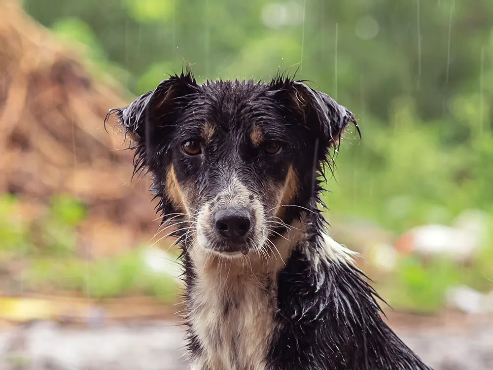 How to Donate Money to Pet Rescue Organizations During Hurricane Season