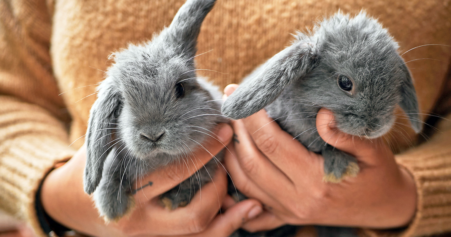 Do Bunnies Need Friends? Why It’s Best to Adopt Rabbits in Pairs