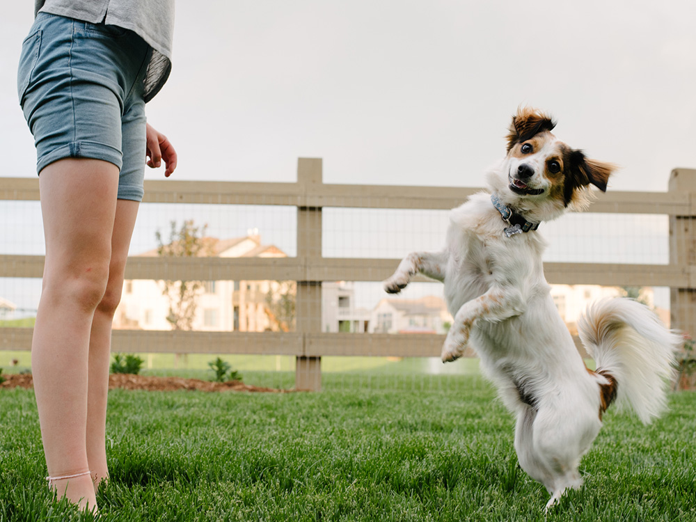Why Should You Adopt a Dog? These Are the Top Reasons to Adopt