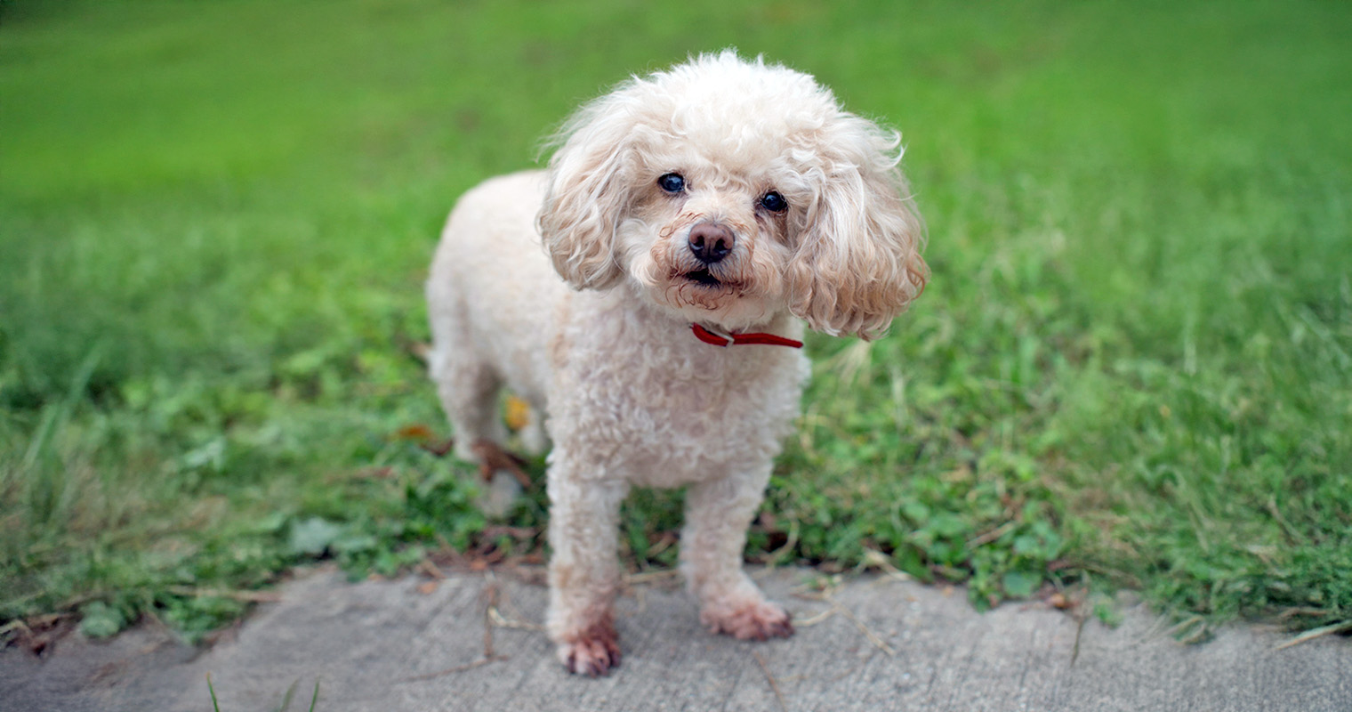 Poodle Mixes: Traits Commonly Found in Poodle Breeds