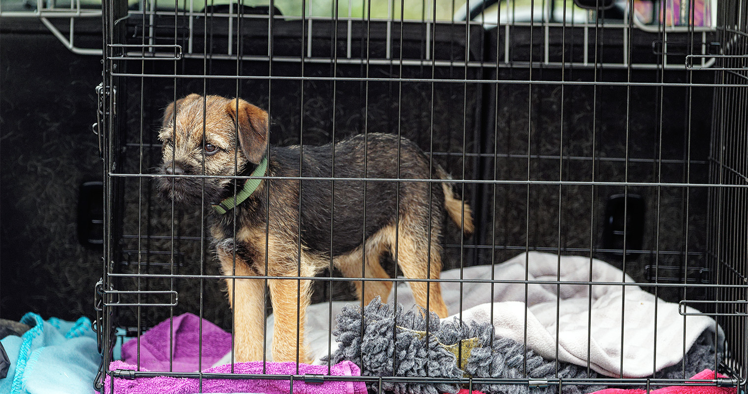 Responsible Steps: Can You Drop A Dog Off At The Pound? - mtncurdog