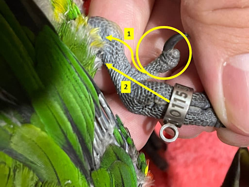 How To Put on A Parrot's Foot Ring - Apapun Engrave - Customized Laser ...