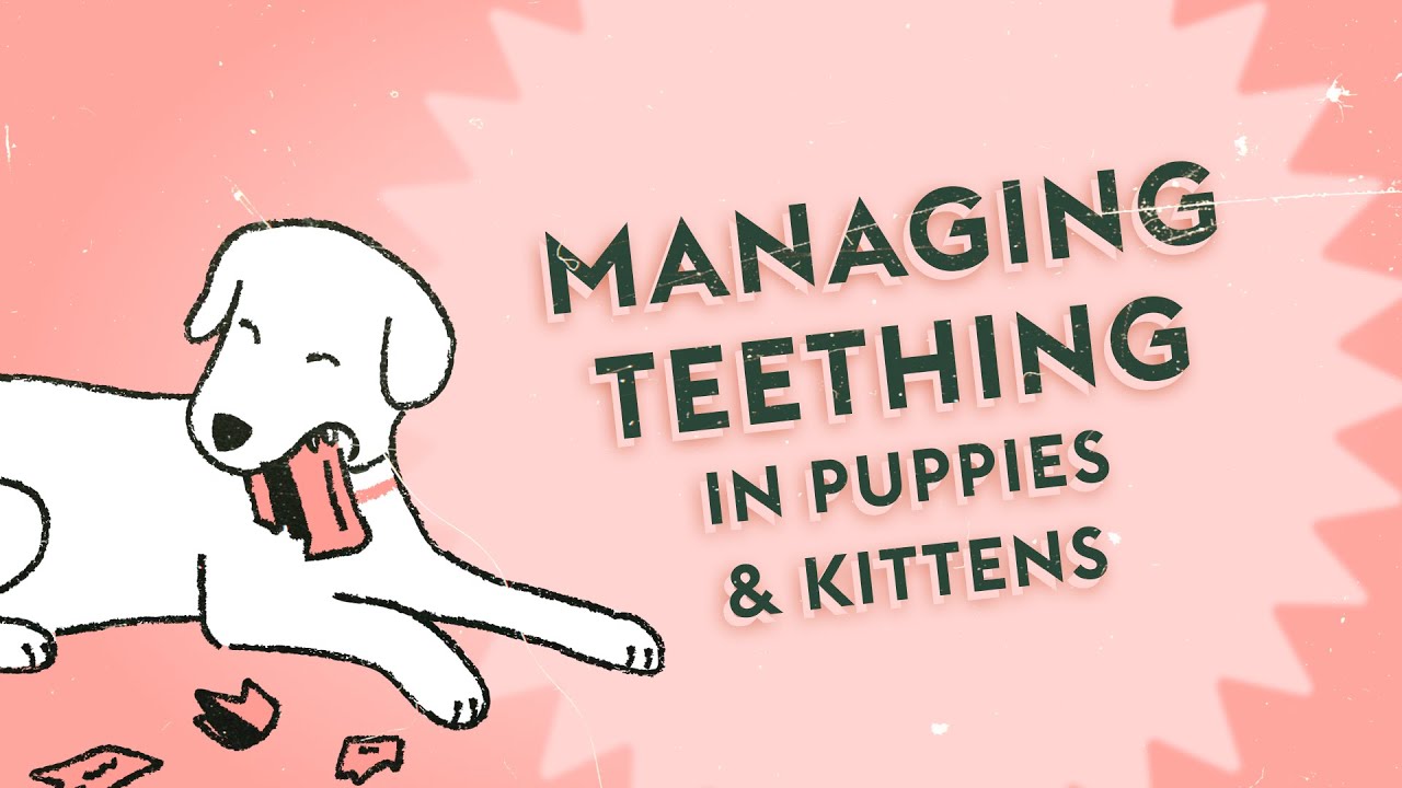 Understanding Puppy & Kitten Teething · Vet Tips · Kinship