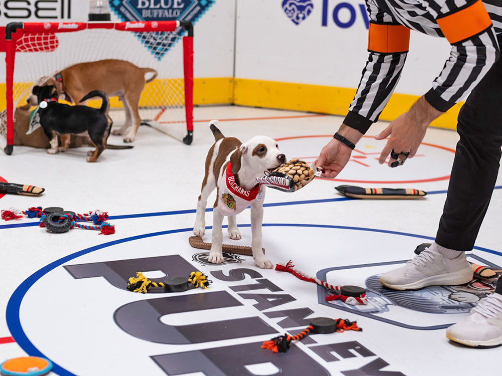 Watch Adoptable Rescue Dogs Face off in the NHL’s “Stanley Pup” Tonight ...
