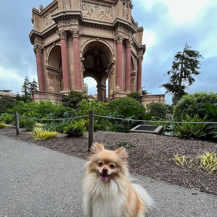 Your Go-To Dog-Friendly Guide to San Francisco · Kinship