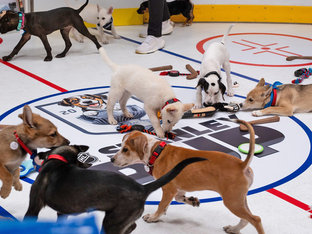 Watch Adoptable Rescue Dogs Face off in the NHL’s “Stanley Pup” Tonight ...