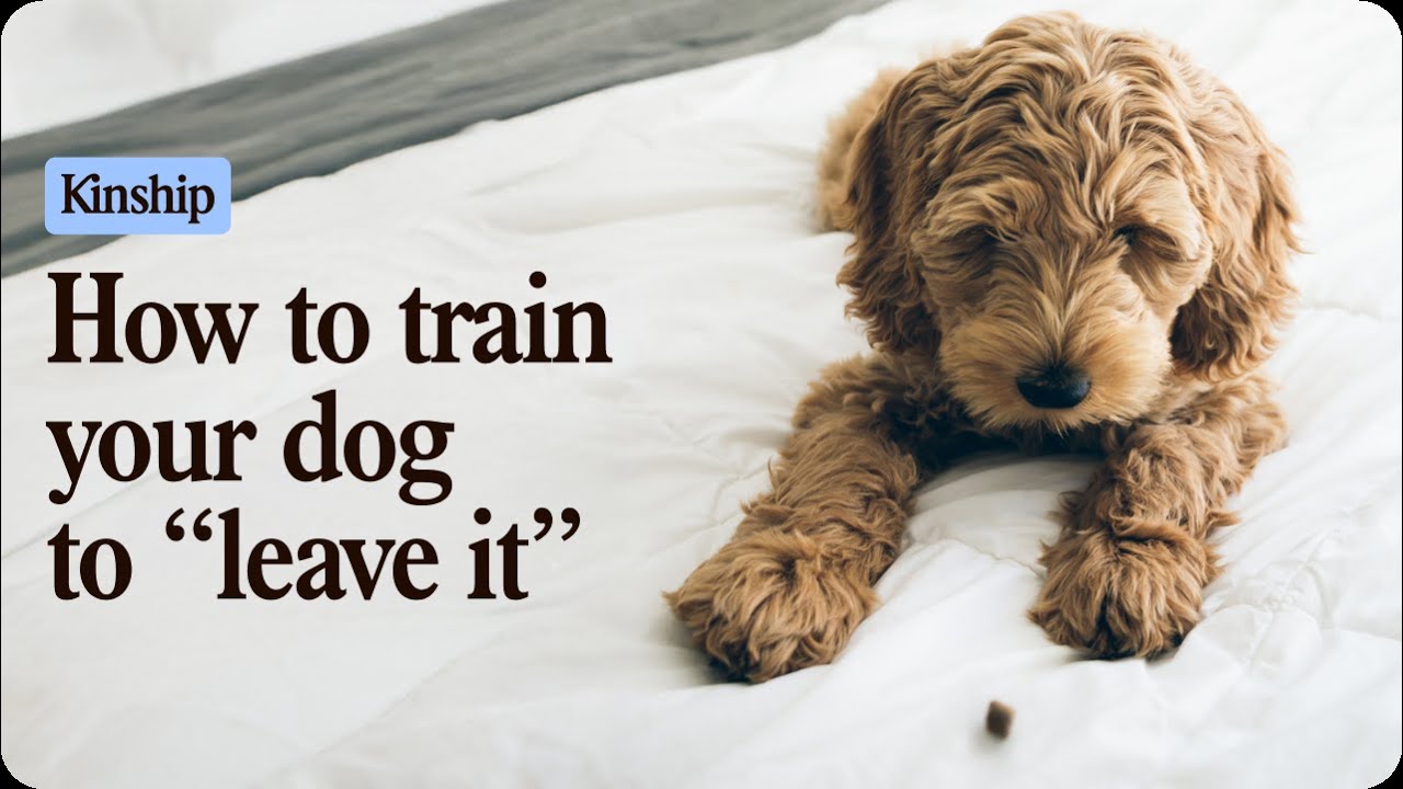 How to Master the “Leave It” Command · Kinship