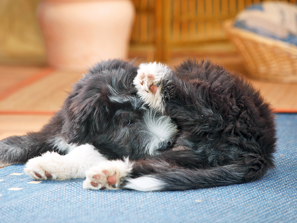 Why Does My Dog Keep Licking Their Butt? · Kinship