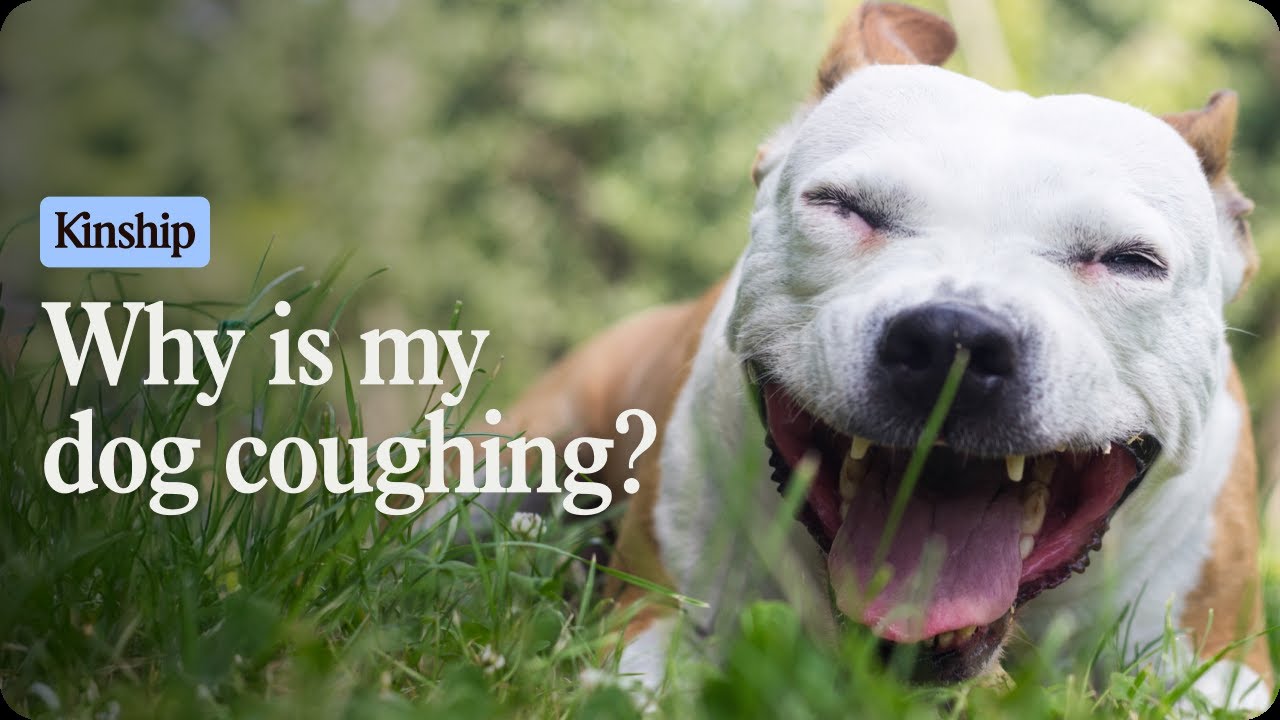 6 Reasons Your Dog Is Coughing (and How to Treat Them Fast!) · Kinship