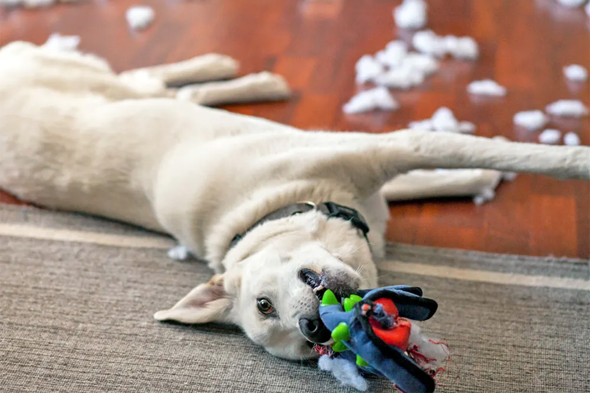 Do Dogs Ever Grow Out of Chewing Things? · Kinship