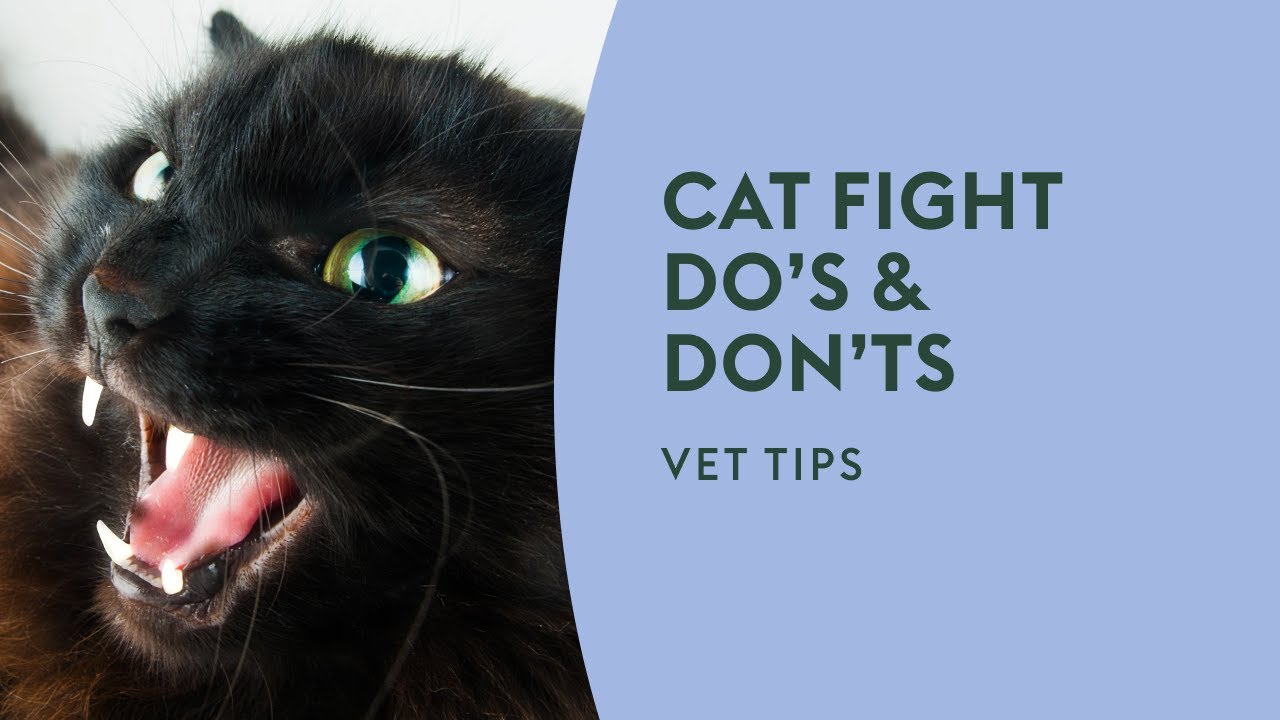 Cat Fight Do’s & Don’ts · Vet Tips · Kinship