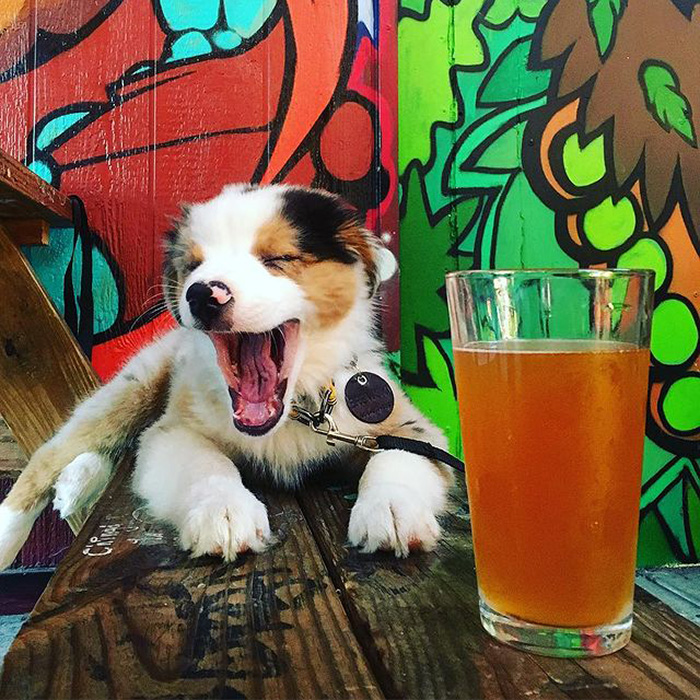 Your Go-To Dog-Friendly Guide to San Francisco · Kinship