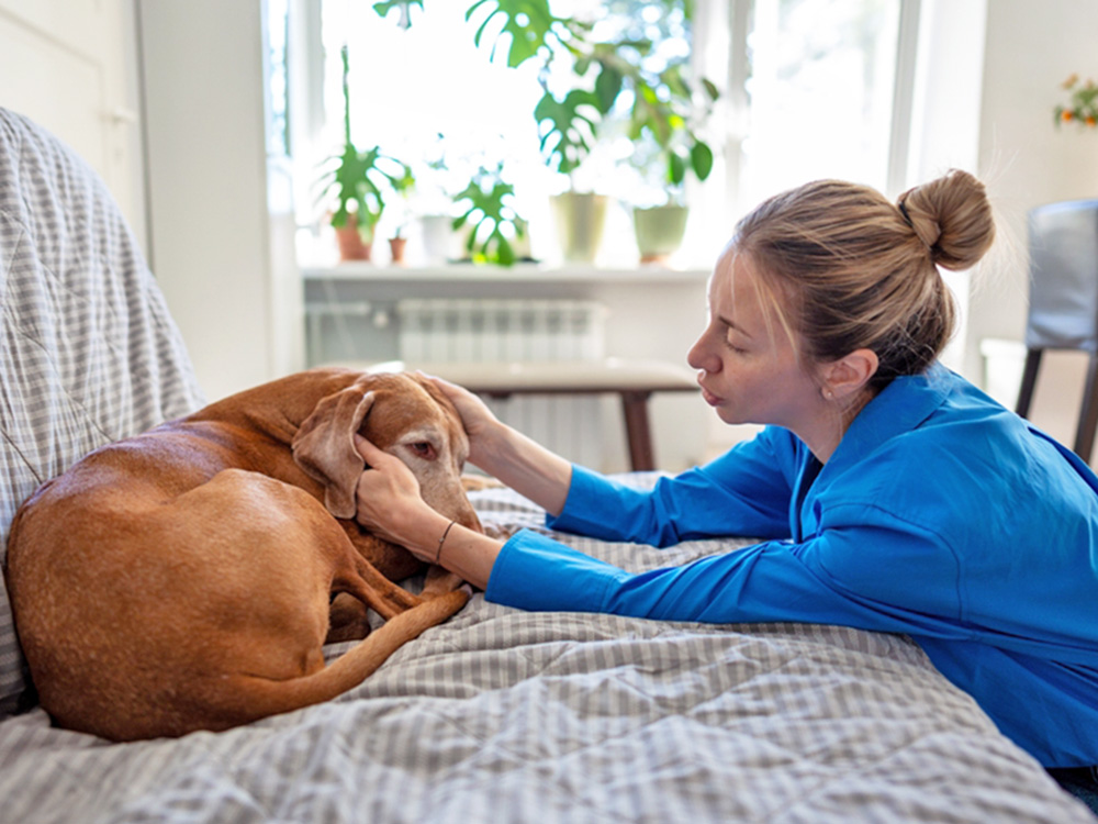 Can You Give Your Dog Zyrtec? Safety, Dosage & Uses · Kinship