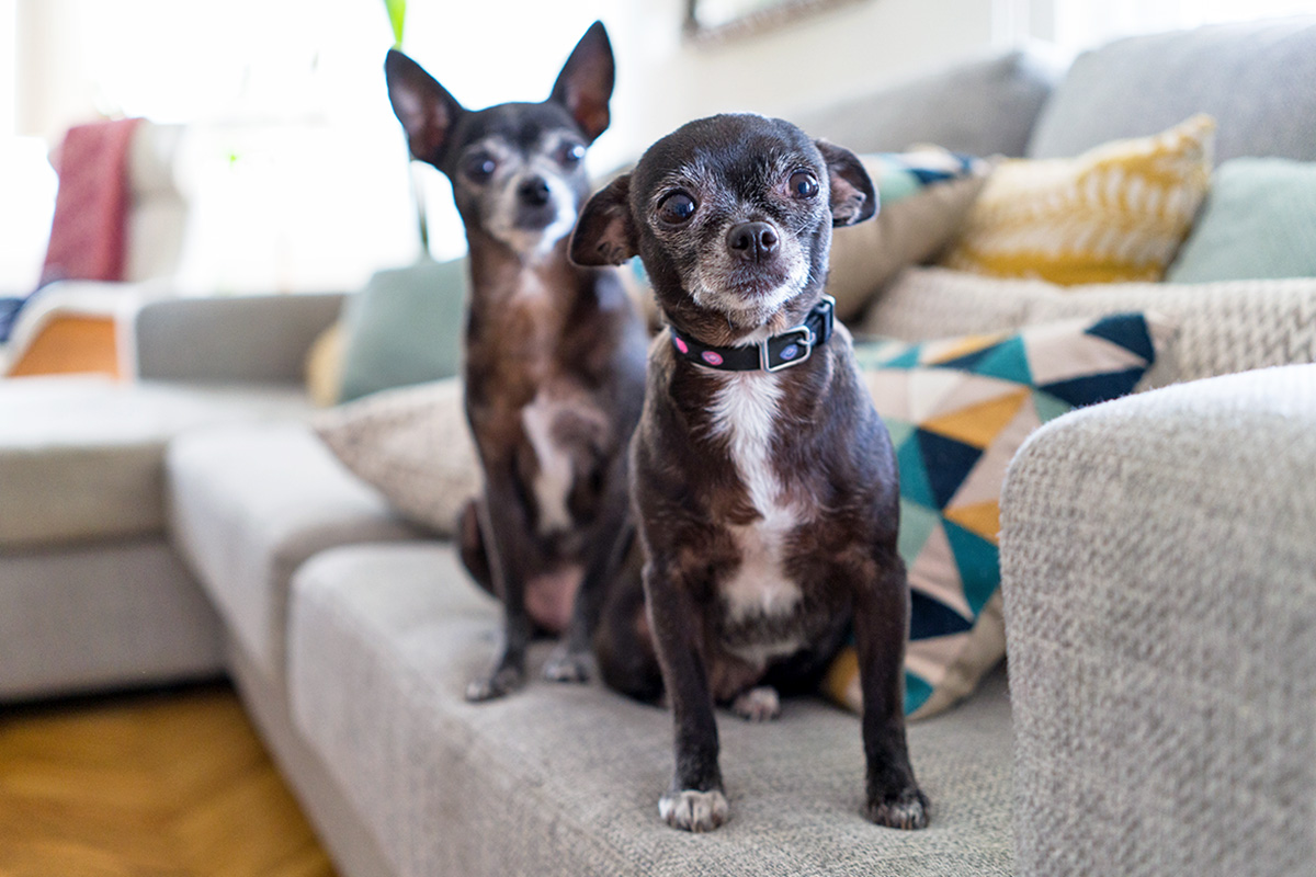 Why Do Dogs Copy Other Dogs? The Truth Behind ‘Allelomimetic Behavior ...