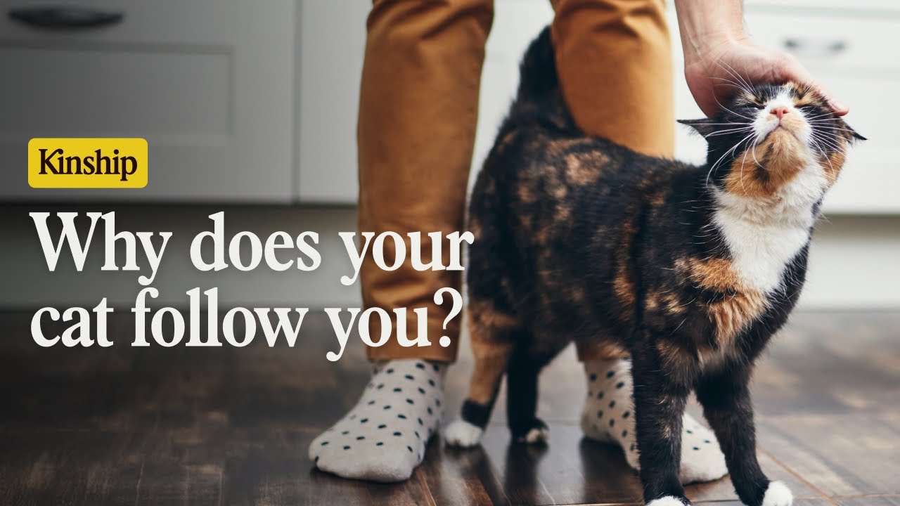 Why Does My Cat Follow Me? The Real Reasons Revealed! · Kinship