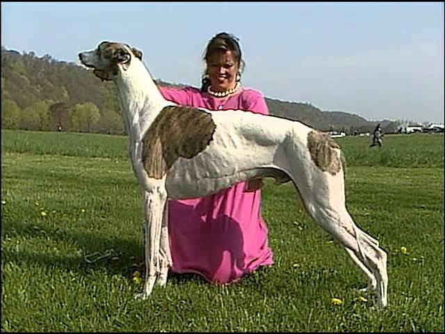 Greyhound - AKC Dog Breed Series · Kinship