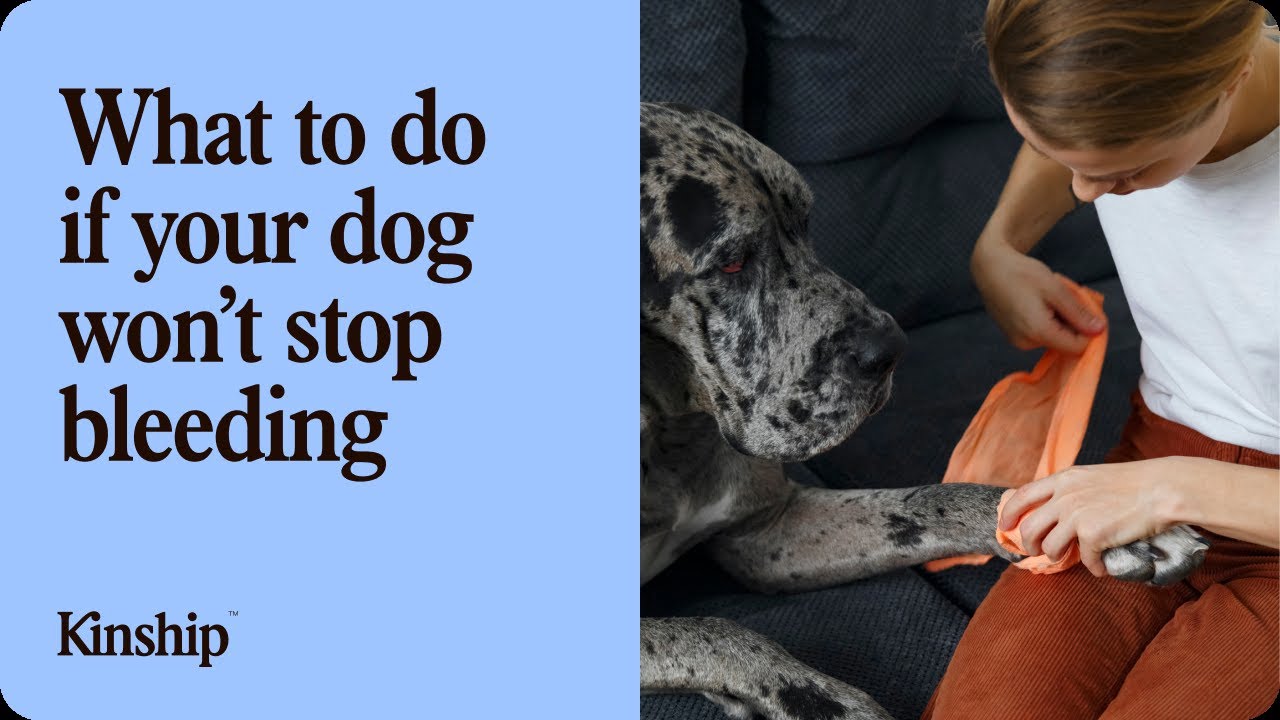 What to Do When Your Dog Is Bleeding · Kinship