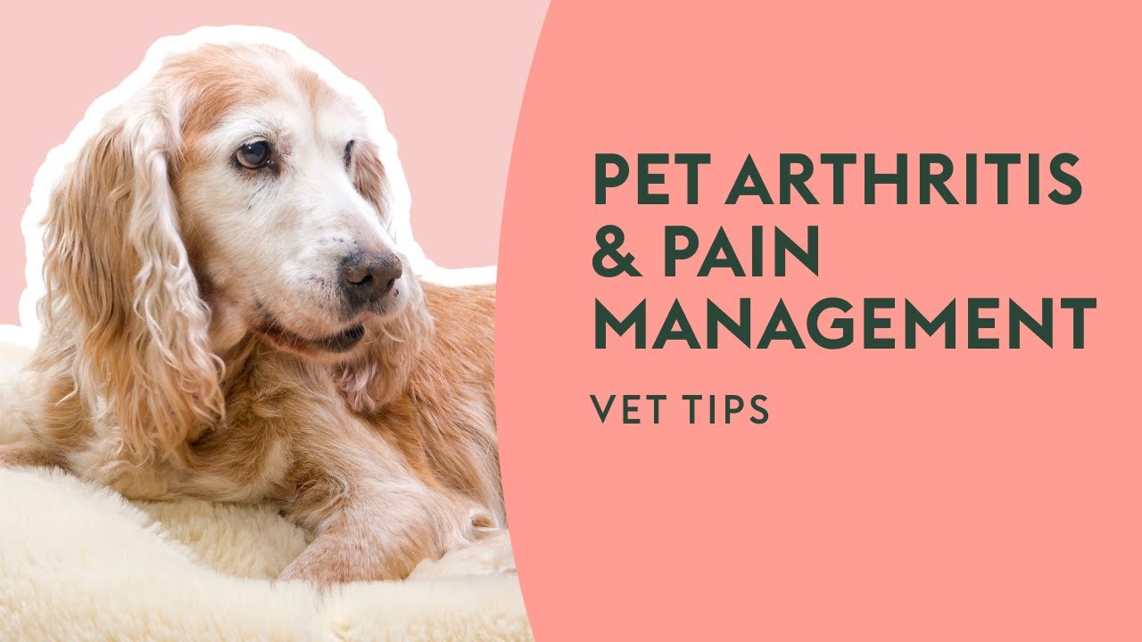 Pet Arthritis & Pain Management | Vet Tips · Kinship