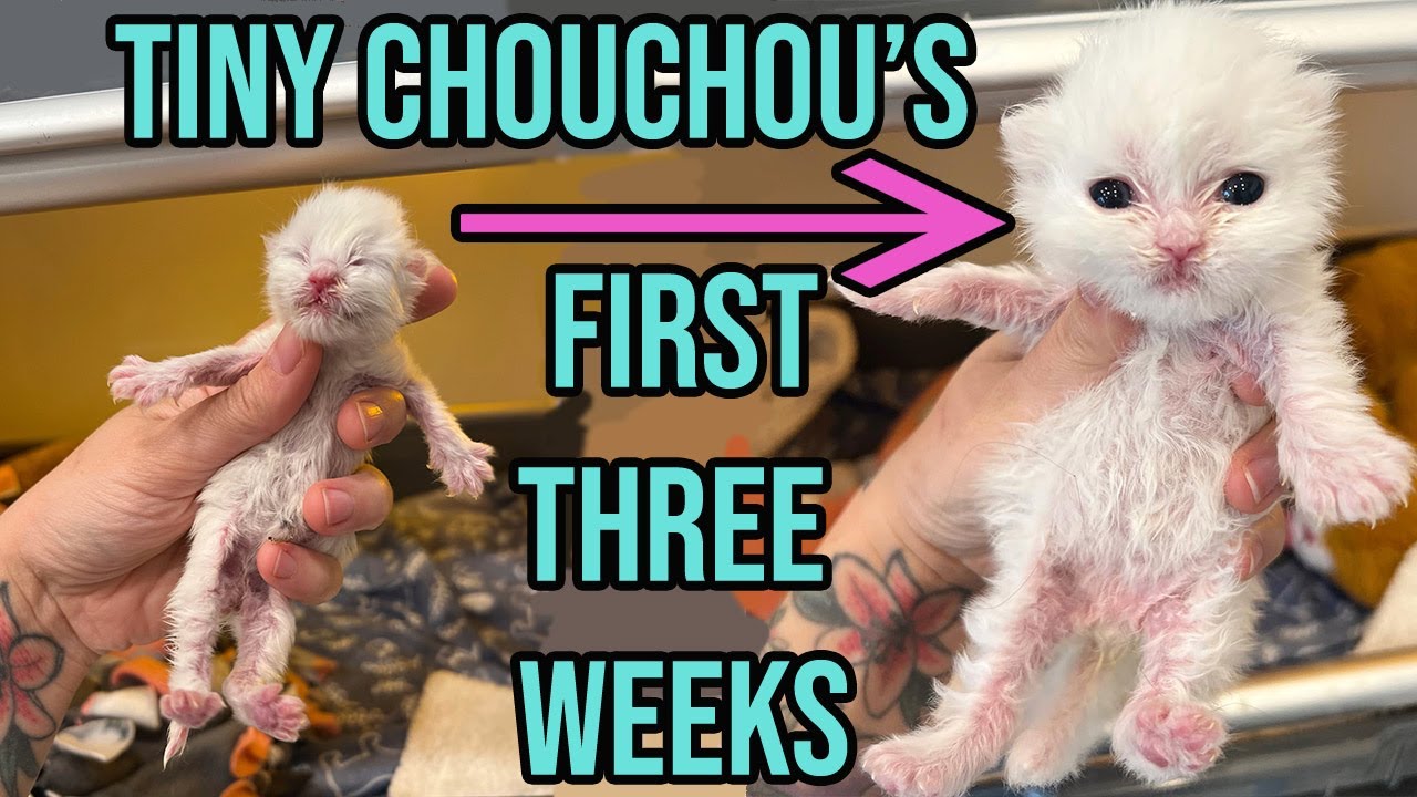 Saving the Tiniest, Fluffiest Kitten with a Cleft Palate (Chouchou's ...