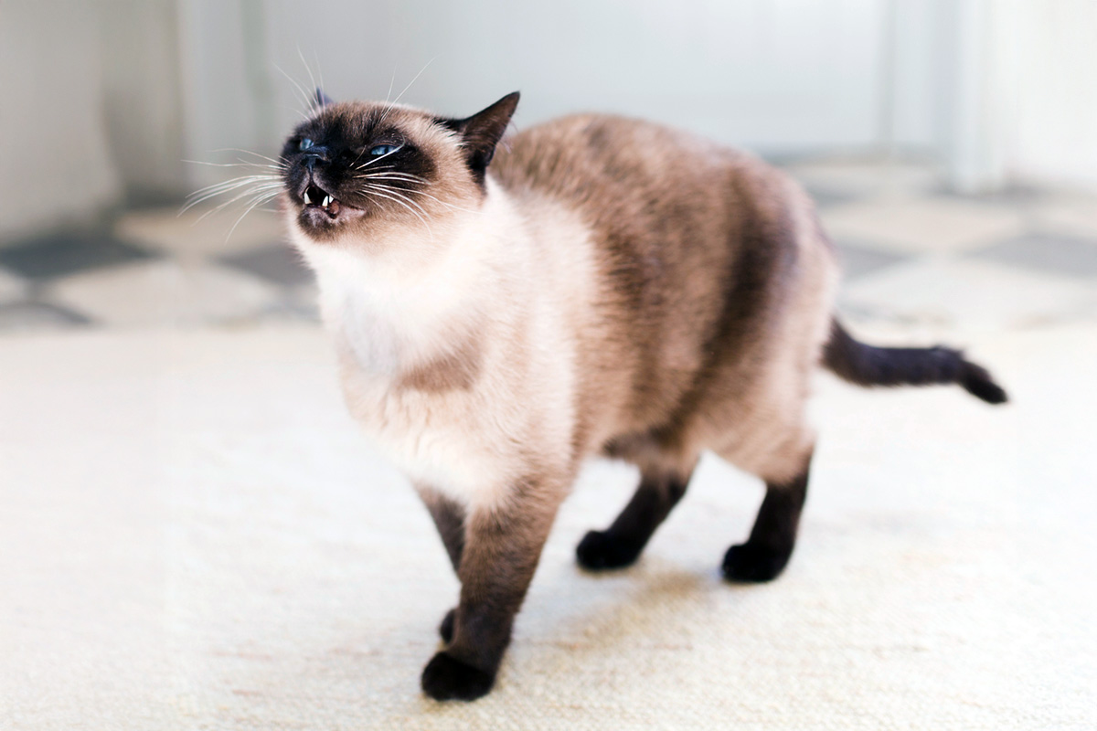 The Flehmen Response: Why Does My Cat Make Stink Face? · Kinship