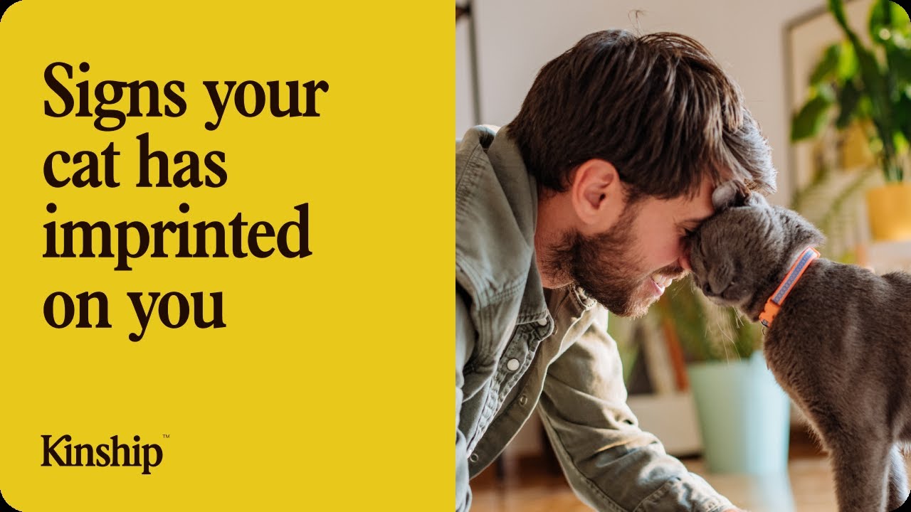 Signs Your Cat Has Imprinted On You · Kinship