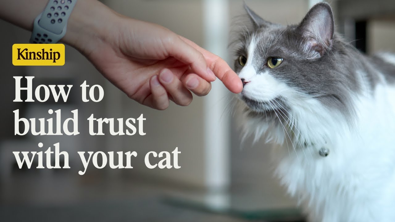 7 Easy Ways To Earn Your Cat's Trust (and Keep It!) · Kinship