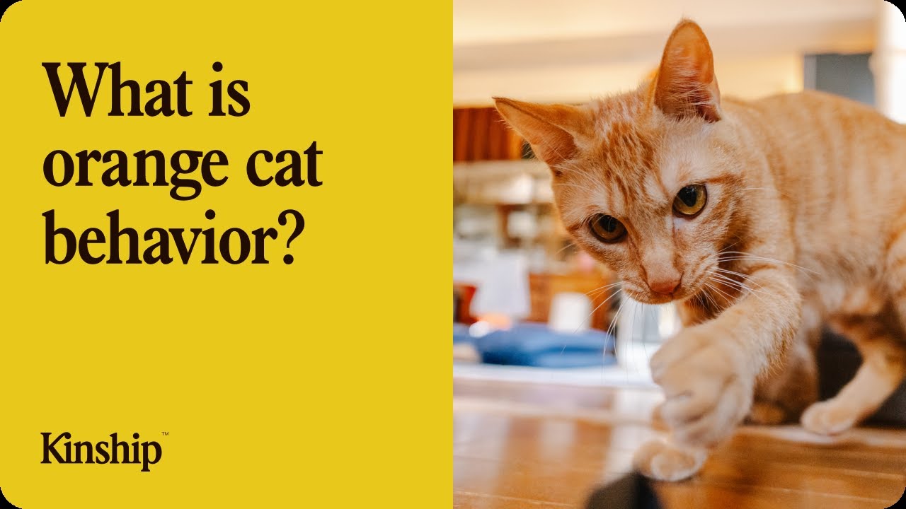 What is Orange Cat Behavior? · Kinship