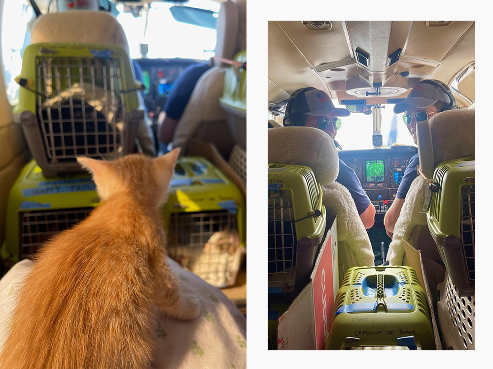 Pilots to the Rescue Has Flown Nearly 400 Animals to Safety This Year ...