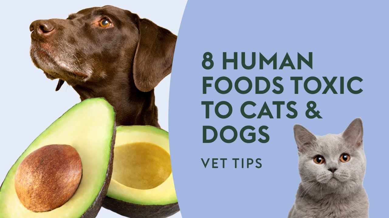 8 Human Foods Toxic to Cats & Dogs · Vet Tips · Kinship