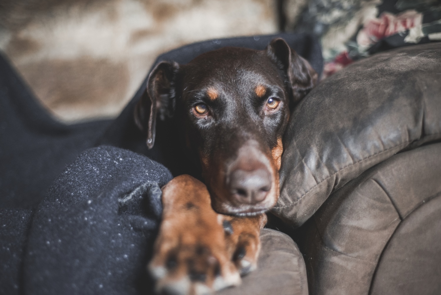 Do Dogs Get Cold at Night? Signs and How to Help · Kinship