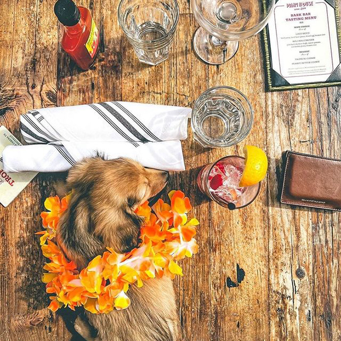 Your Go-To Dog-Friendly Guide to San Francisco · Kinship