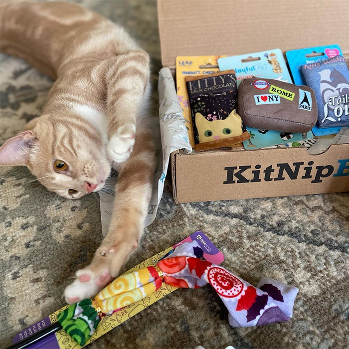 7 Best Subscription Boxes For Cats · The Wildest