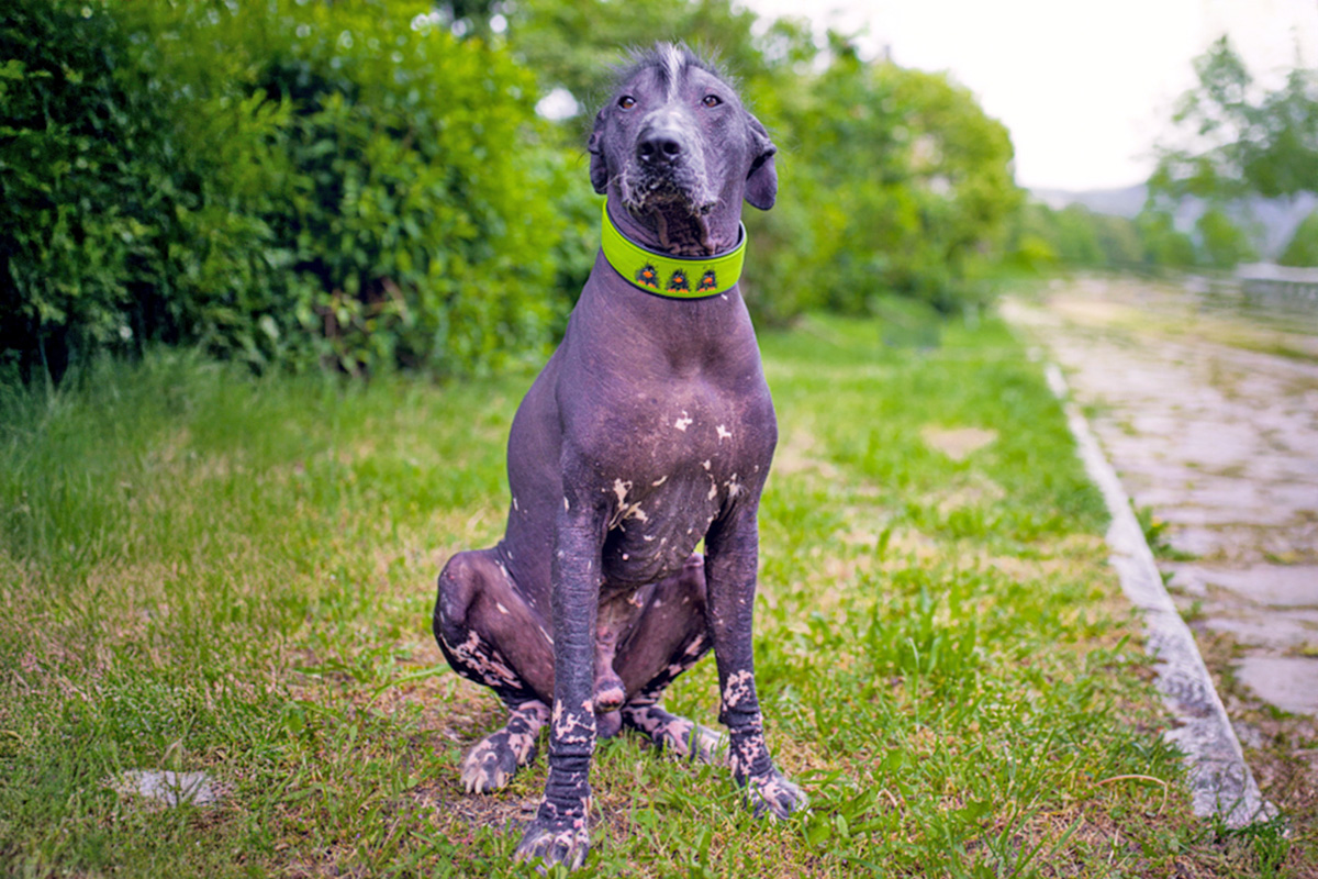 What Dog Breed Are You Based on Your Zodiac Sign? · Kinship