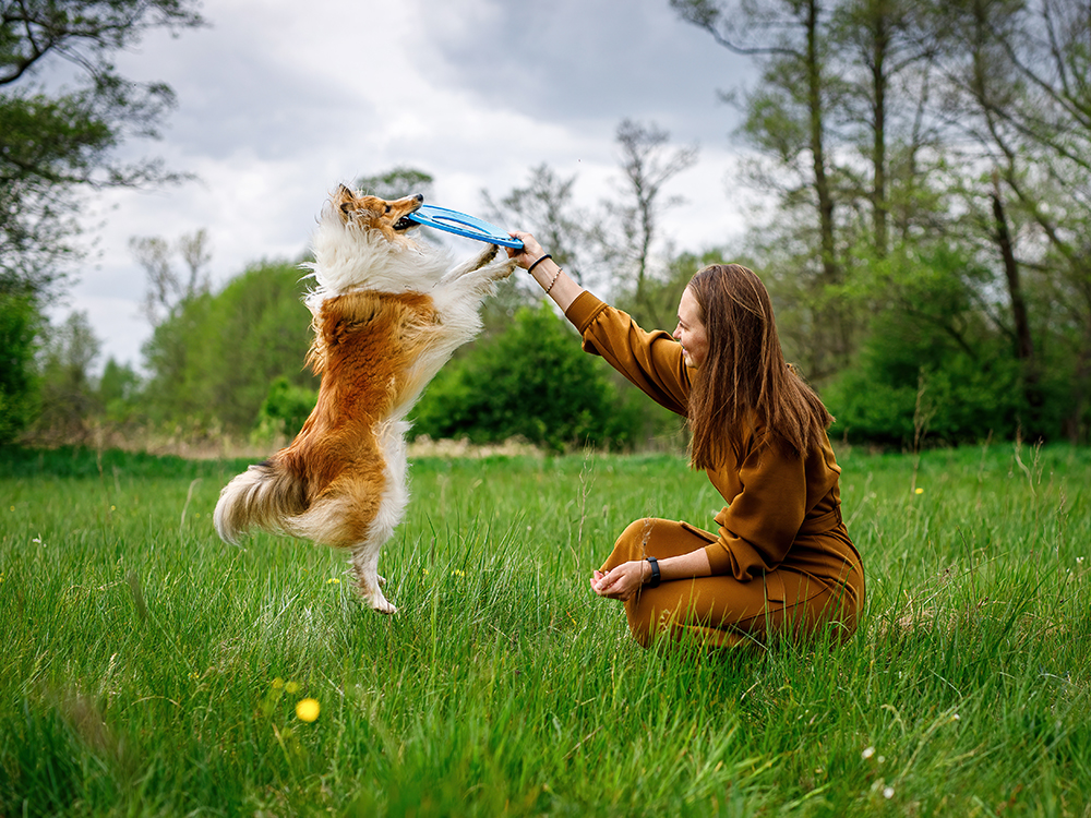 How Do You Teach A Dog To Fetch A Ball
