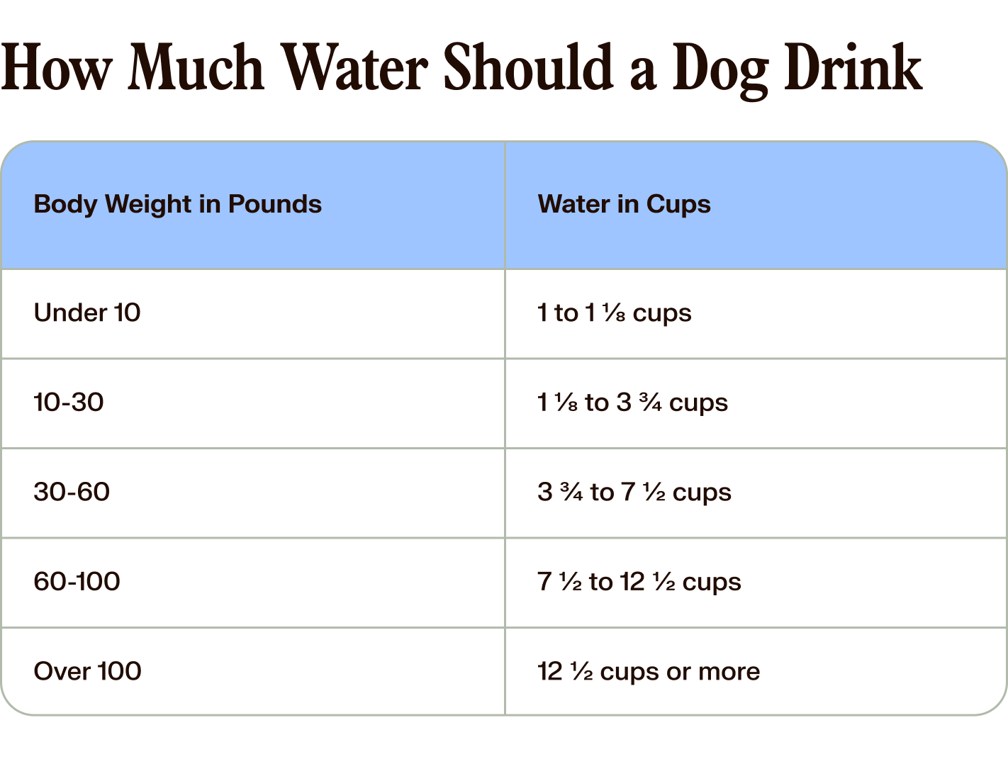 Here’s How Much Water a Dog Should Drink a Day—Follow This Advice · Kinship