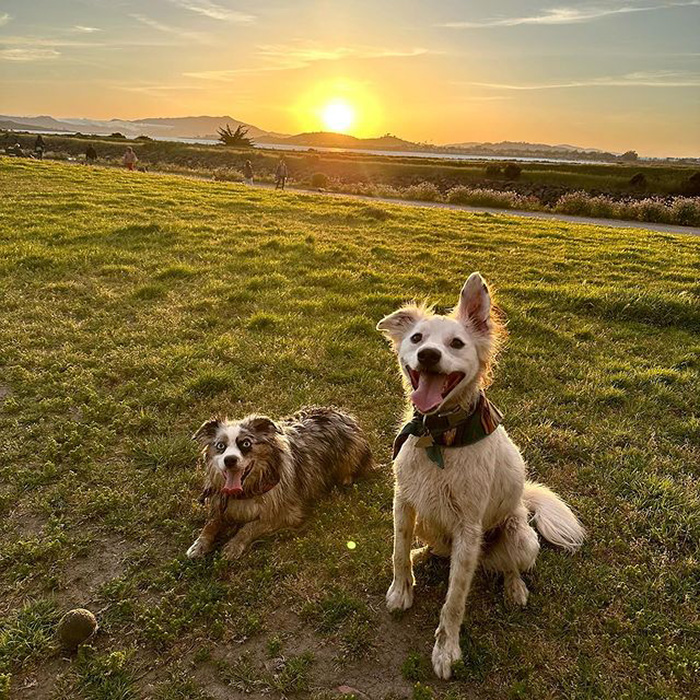 Your Go-To Dog-Friendly Guide to San Francisco · Kinship