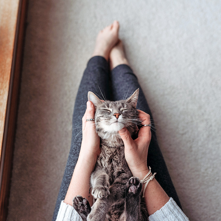 Why Does My Cat Sleep Between My Legs? Common Reasons · Kinship