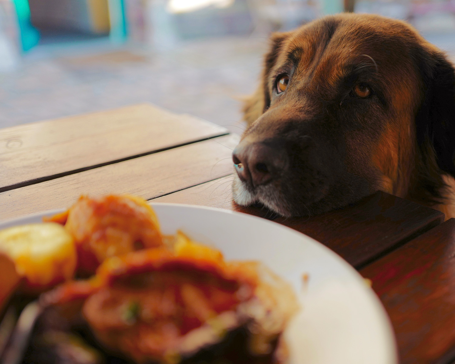 Are Yorkshire Puddings Bad for Dogs? Risks, Ingredients & Advice · Kinship