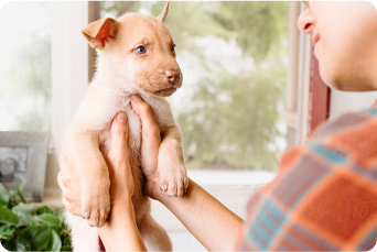 littleKin Puppy Pack & Kitten Kit: Free Starter Packs · Kinship