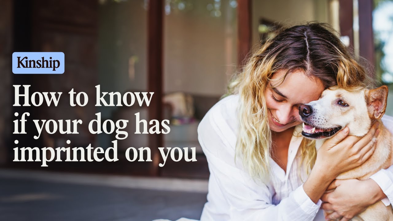 7 Signs Your Dog Has Imprinted on You · Kinship