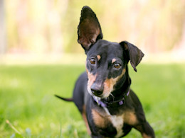What Does It Mean When A Dogs Ears Stand Up