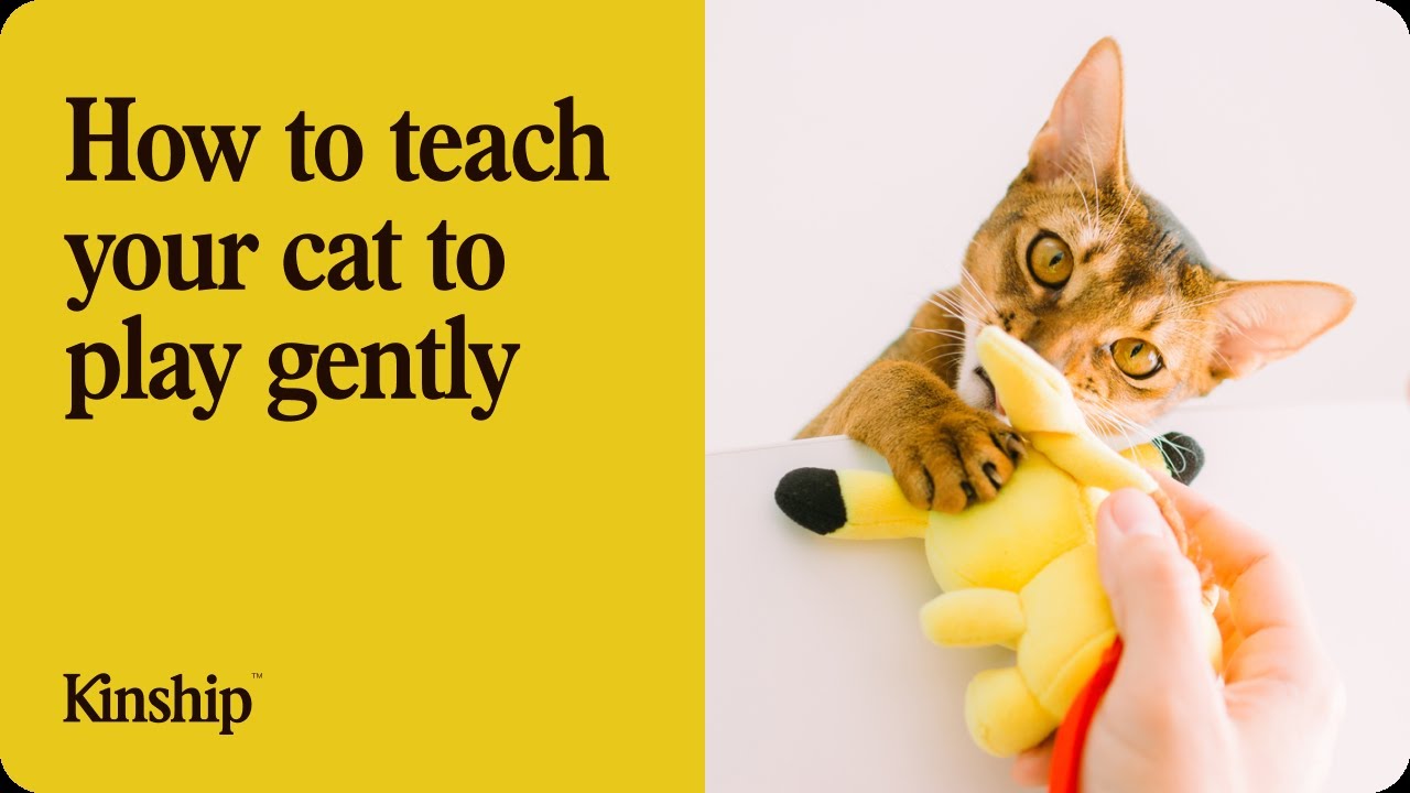How to Teach Cats to Play Gently · Kinship