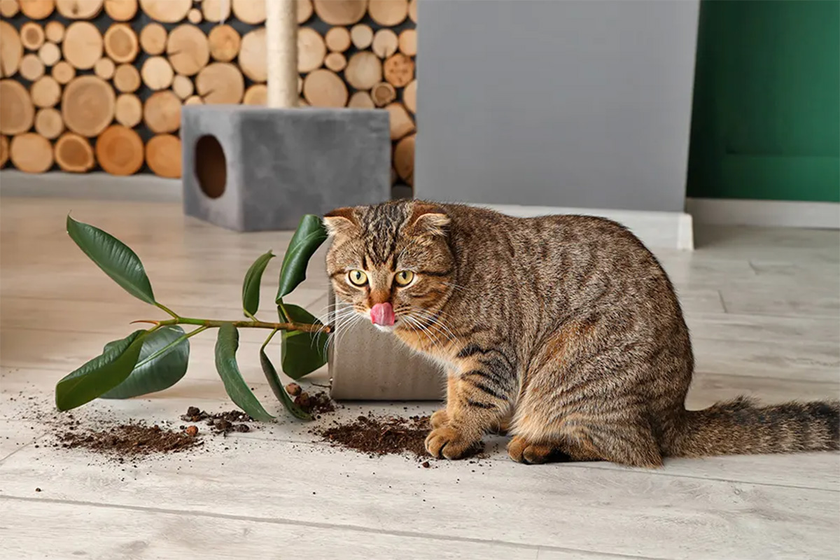 7 Signs Your Cat Is an Extrovert · Kinship